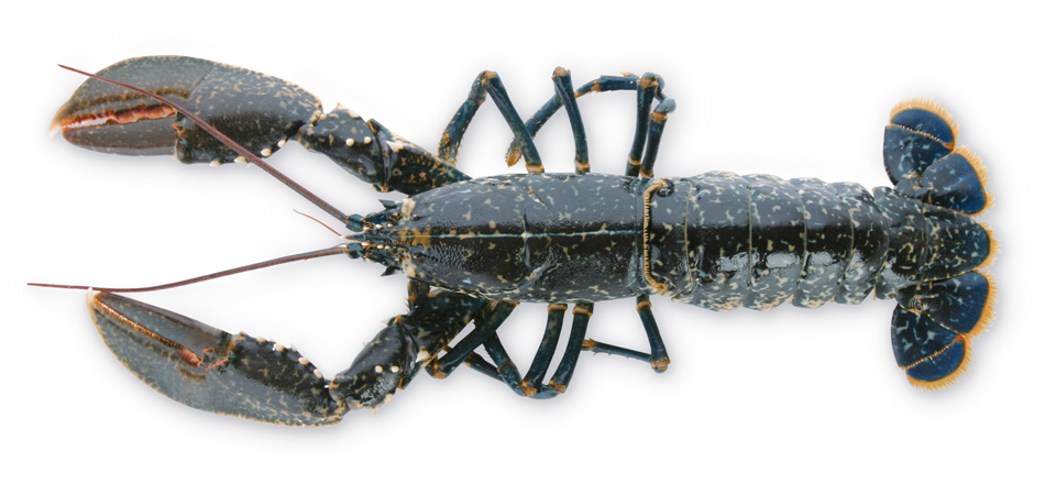 Der Hummer kehrt zurück – EAT | DRINK | THINK